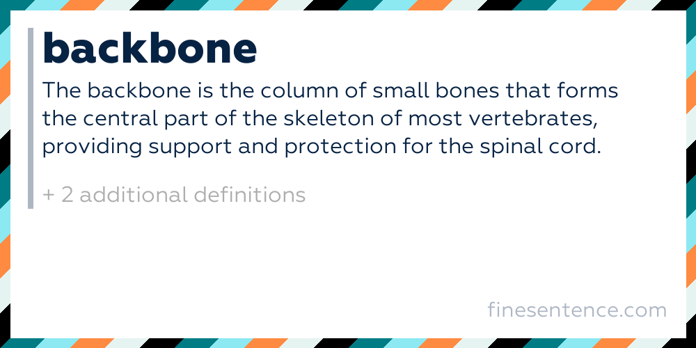 Backbone - Definition, Meaning, and Examples in English